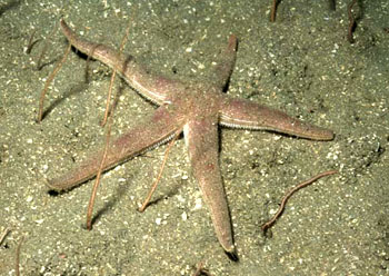 海星纲 Asteroidea 蓝色动物学（中国动物学科普）